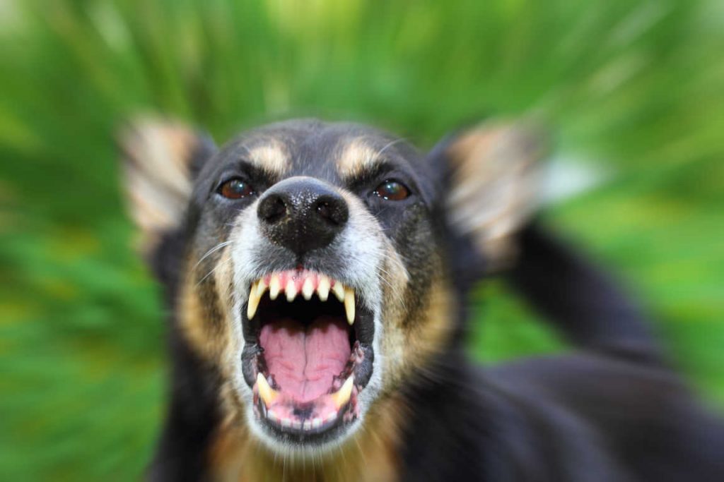 Perros violentos o naturaleza salvaje – (f)INTeresante